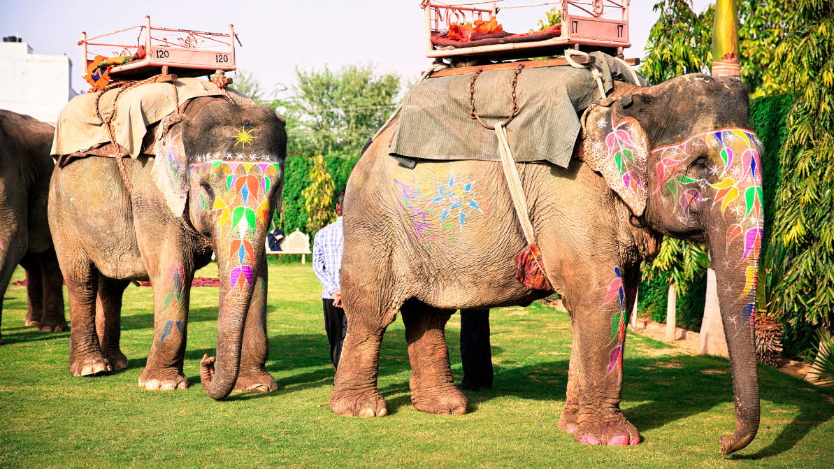 What Is A Working Animal? [5 Examples] – Working Animals Retirement Network